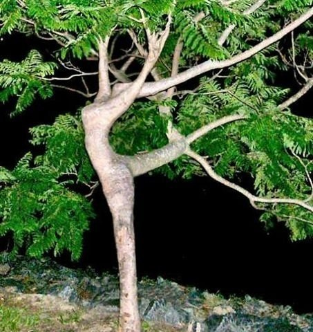 tree dancing